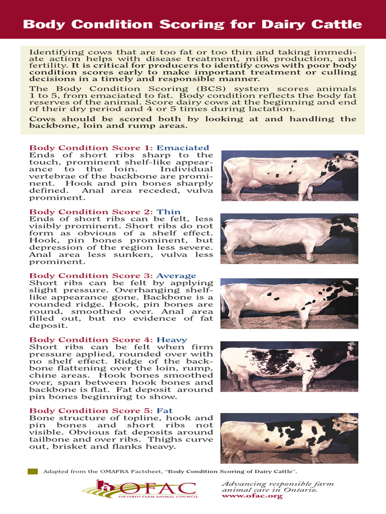Body Condition Score | PDF | Cattle | Dairy Cattle