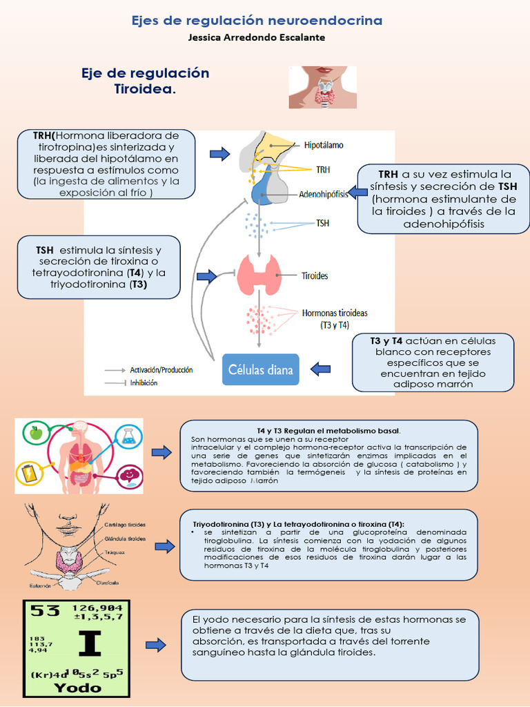 JArredondo Ejes Regulacion Neuroendocrina | PDF | Hormona estimulante de la tiroides | Glándula ...