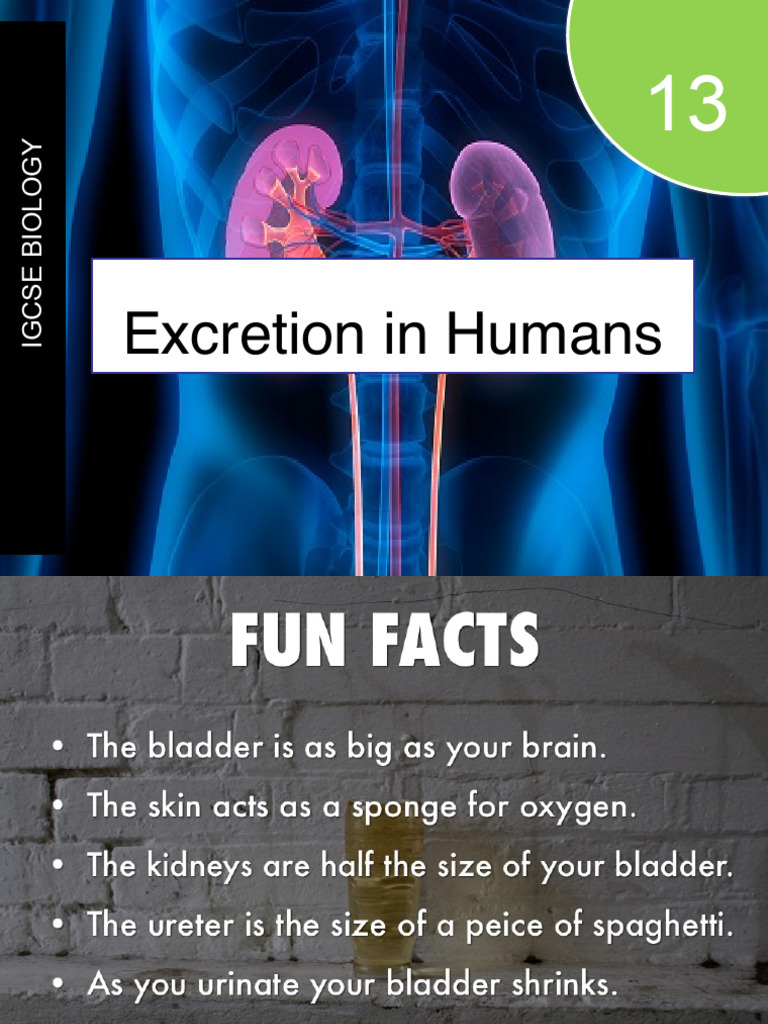 Y10 Chapter+13 Excretion | PDF | Kidney | Physiology