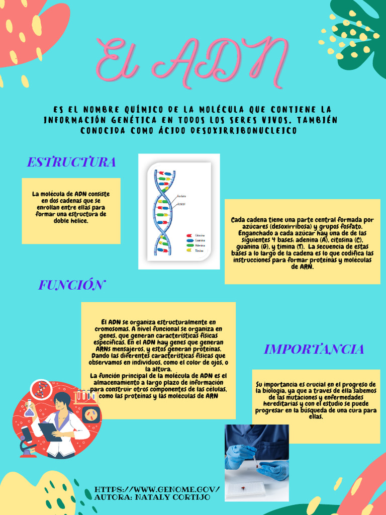 INFOGRAFIA | PDF | Adn | Rna