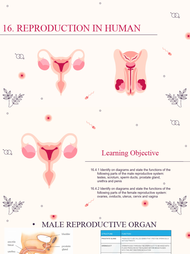 IGCSE Chap 16. Reproduction in Human | PDF