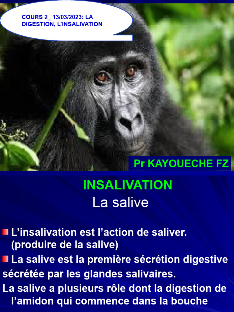 DIGESTION Salive Insalivation | PDF | Salive | Anatomie humaine