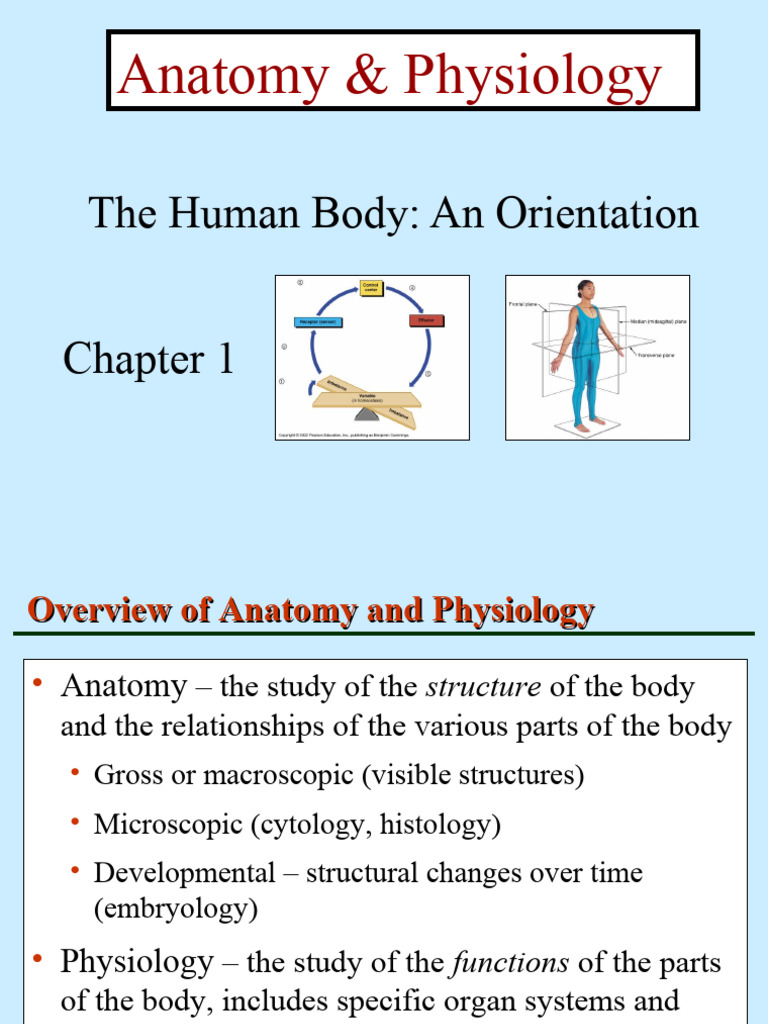 Intro To Anatomy | PDF | Human Body | Homeostasis