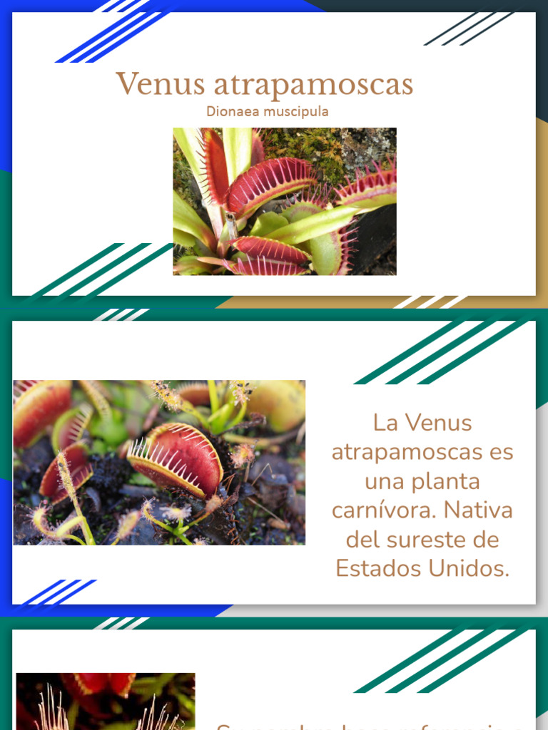 Venus Atrapamoscas | PDF | Ciencia y matemáticas