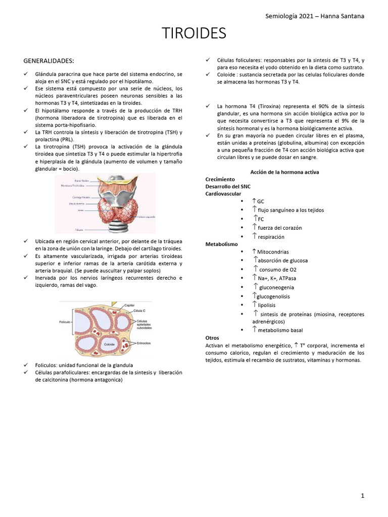 Tiroides | PDF | Hormona estimulante de la tiroides | Tiroides