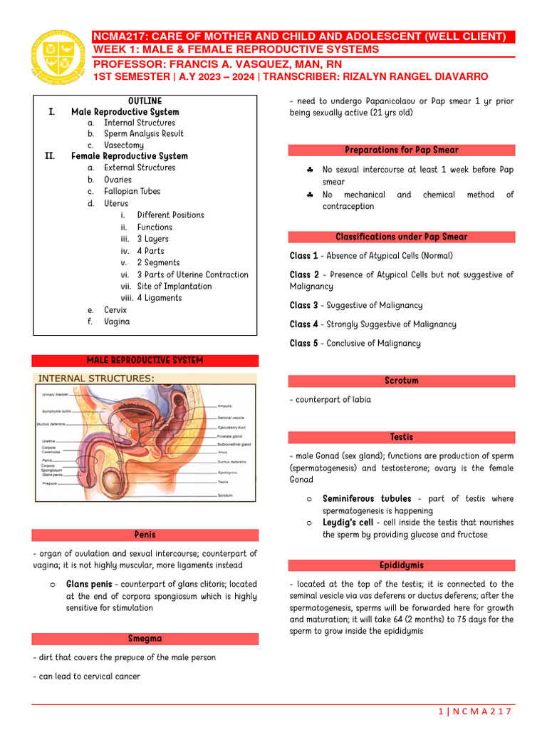 Week 1 - Male & Female Reproductive Systems | PDF | Uterus ...
