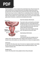 Male Anatomy - Side View - Labelled PDF | PDF