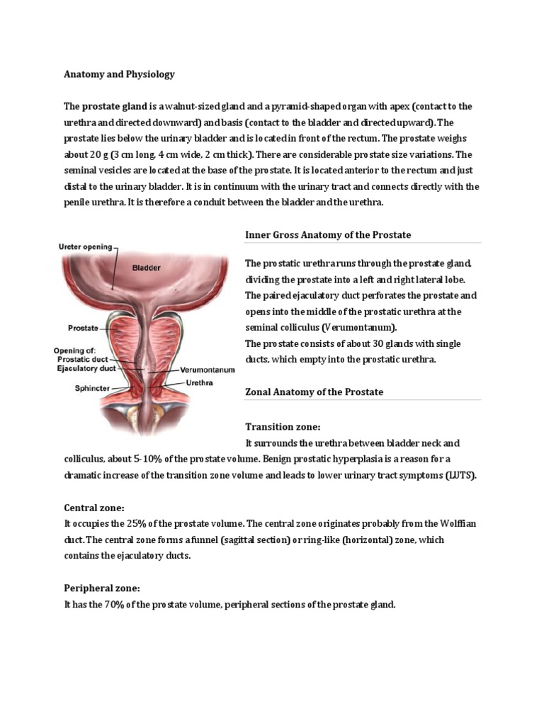 Anatomy Prostate | PDF | Prostate | Urinary Bladder