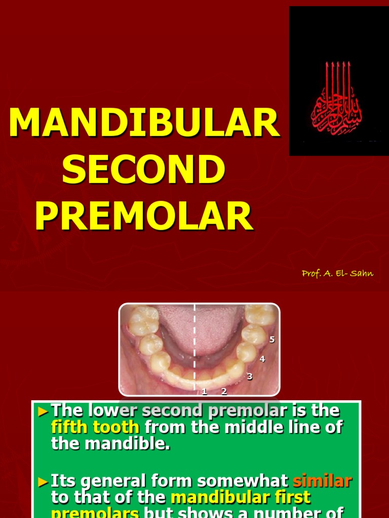 Mandibular Second Premolar: Prof. A. El-Sahn | PDF | Dentistry Branches ...