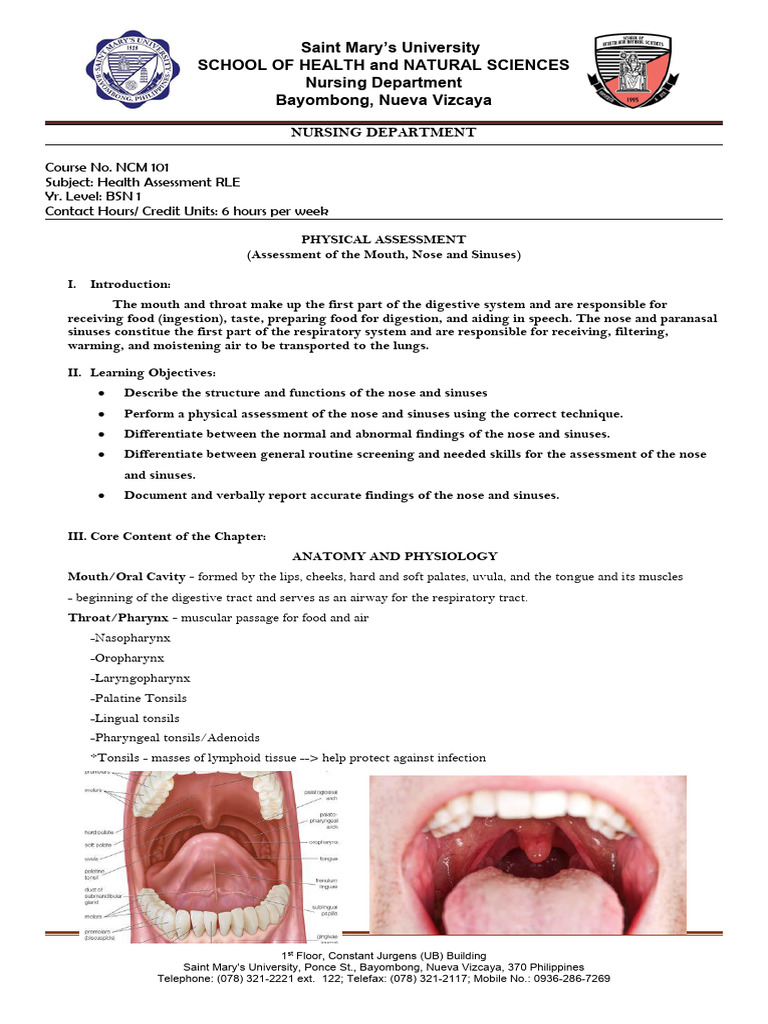 Mouth, Nose, Throat and Sinuses Module (2) | PDF | Human Nose ...
