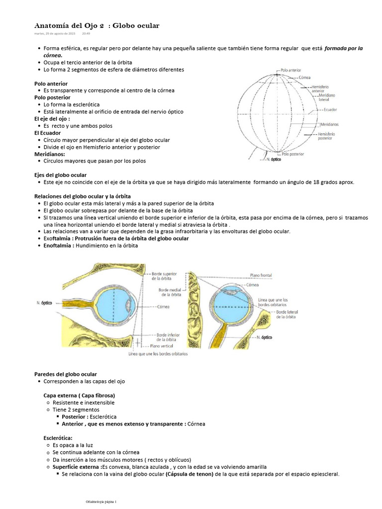 Anatomía Del Ojo 2 Globo Ocular | PDF | Ojo humano | Sistema nervioso