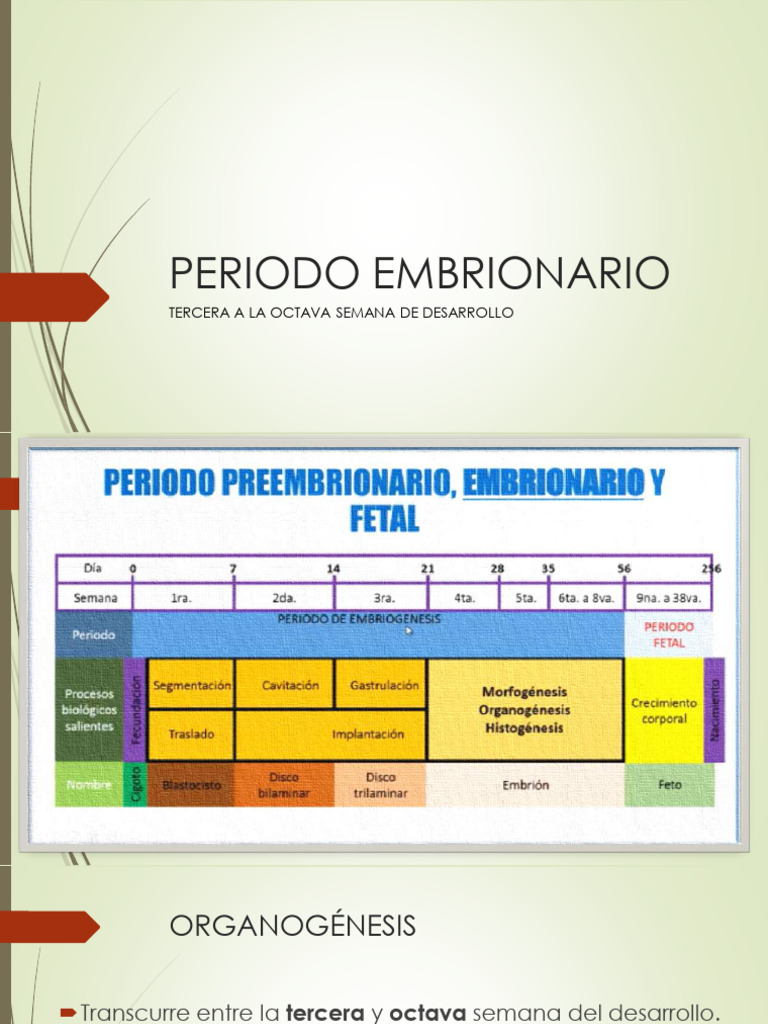 Periodo Embrionario: Tercera A La Octava Semana de Desarrollo | PDF ...
