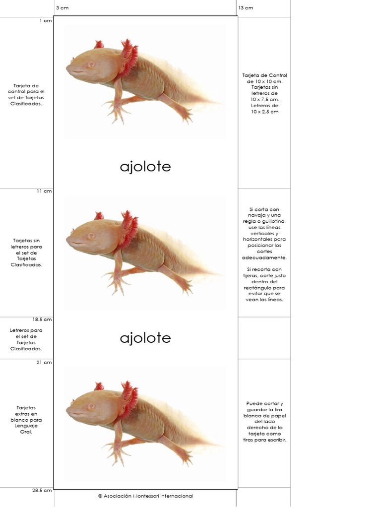 CC068 Amphibians ESP | PDF | Anfibio | Animales acuáticos