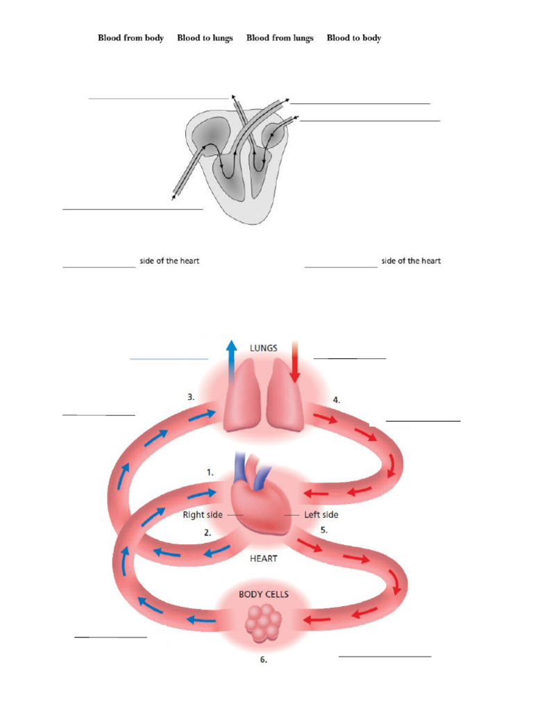 Circulation Blank Diagram | PDF