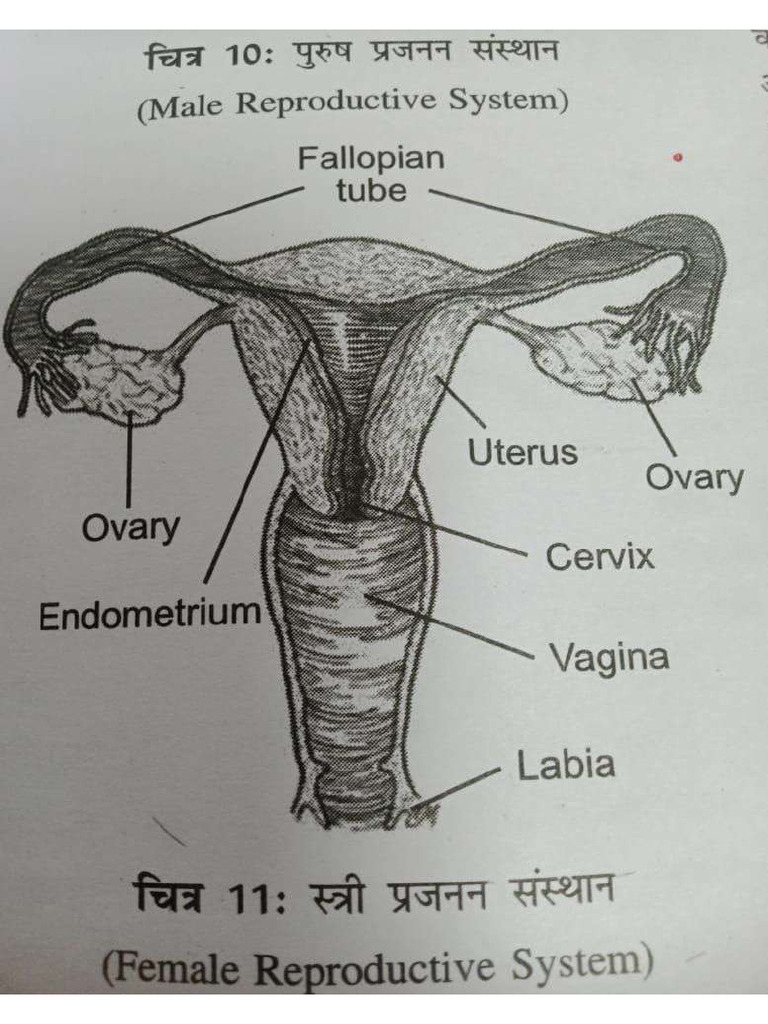 Female Part | PDF