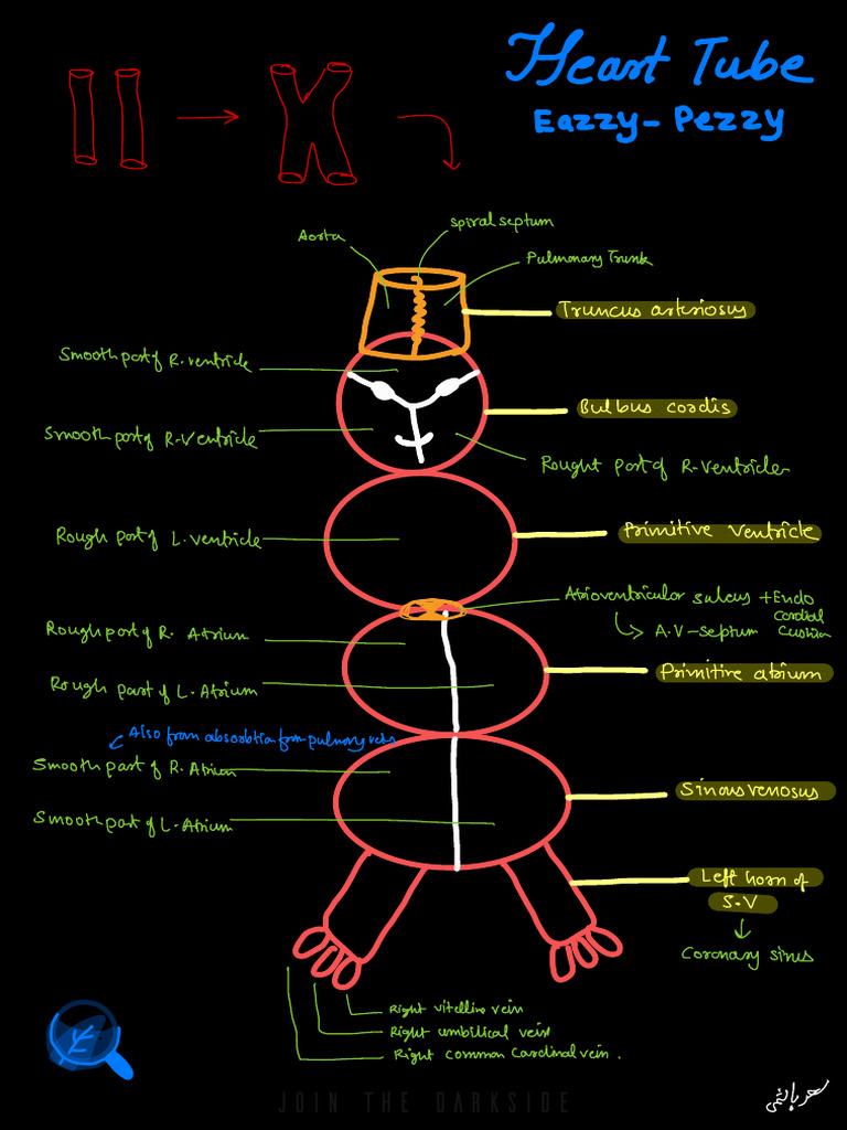Heart Tube Made Easy Peezy | PDF | Heart | Ventricle (Heart)