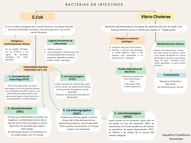 Mapa Conceptual de E. Coli y Vibrio | PDF | Escherichia coli | Diarrea