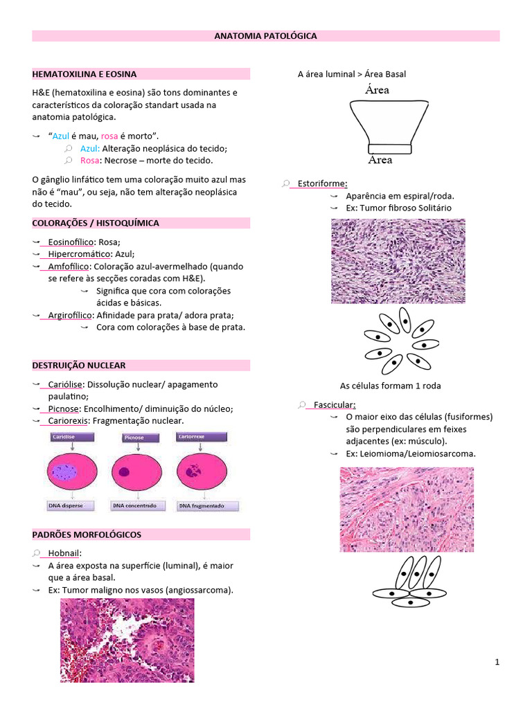 Anatomia Patológica | PDF | Coração | Infarto do Miocárdio