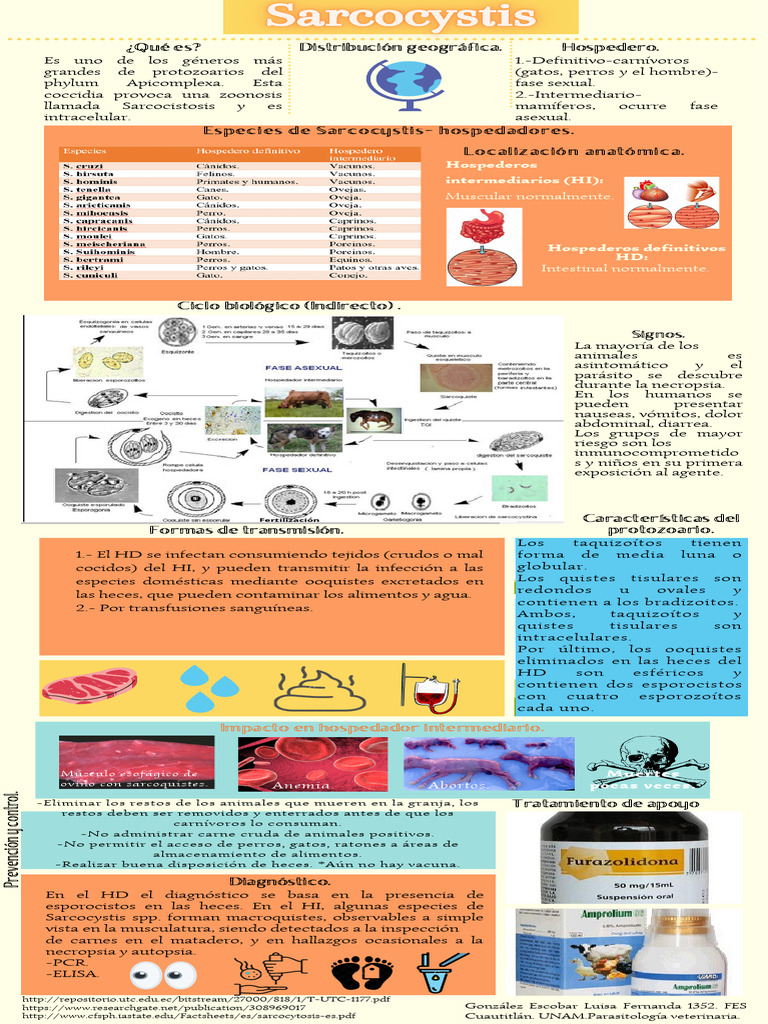 Sarcocystis | PDF | Especialidades Medicas | Microbiología