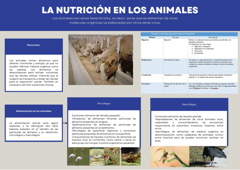 Infografia La Nutricion en Los Animales. | PDF