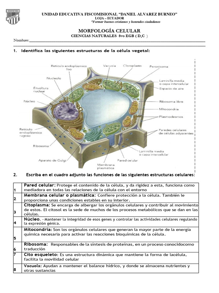 Morfología - Celular | PDF | Biología Celular) | Citoplasma