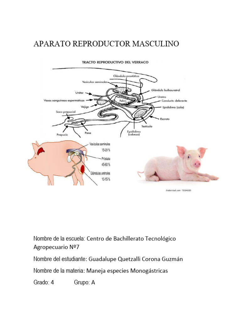Aparato Reproductor Masculino (en El Cerdo). | PDF | Sistema ...
