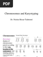 Karyotype - Worksheet Answers | PDF | Chromosome | Karyotype
