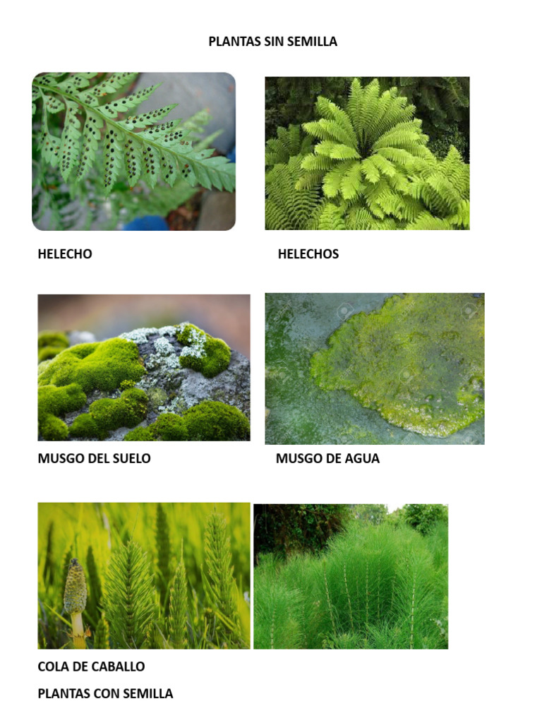 Plantas Sin Semilla | PDF