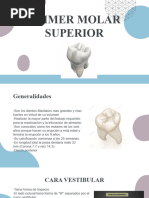 Segundo Molar Superior Completo Exposicion | PDF | Odontología | Boca