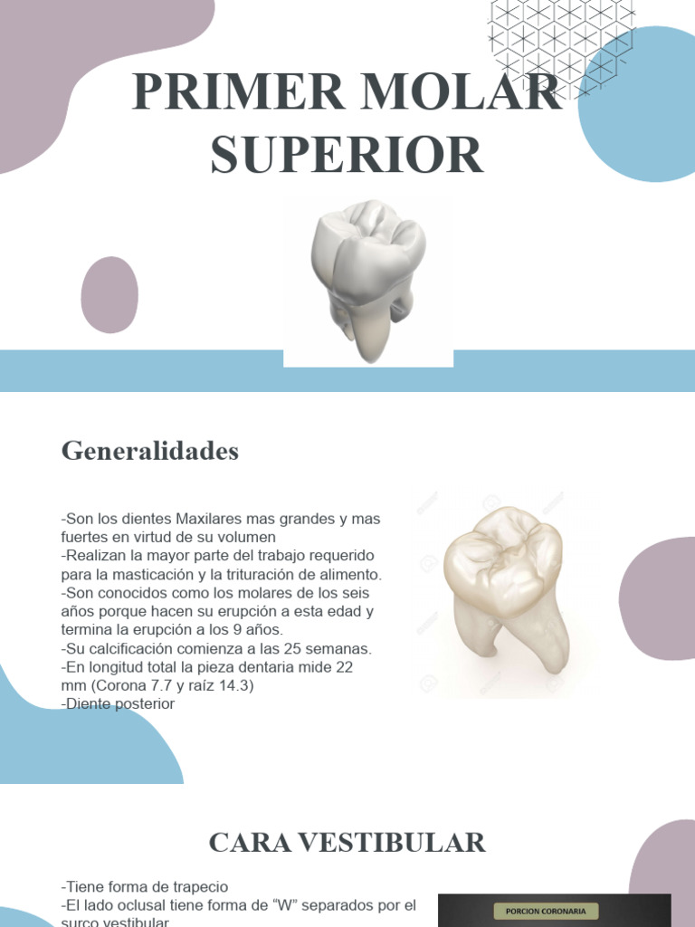 Primer Molar Superior 1 | PDF | Diente | Anatomia dental