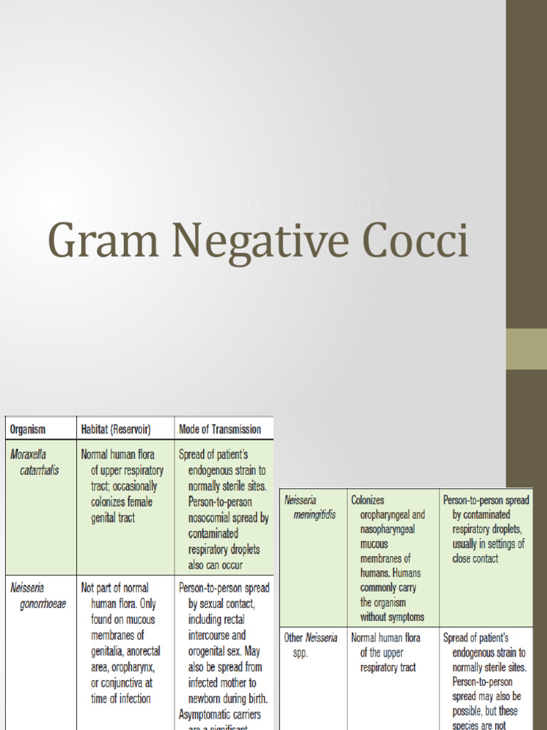Gram - Negative - Cocci - PPTX - Filename - UTF-8 - Gram Negative Cocci ...
