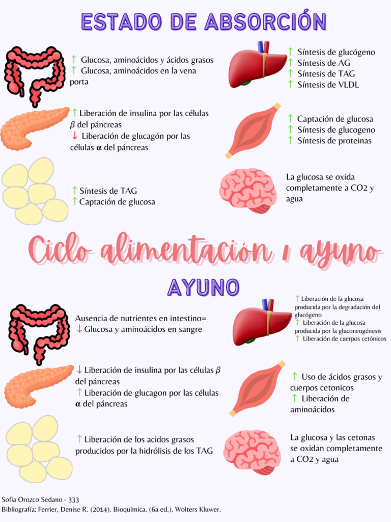 Ciclo Ayuno Alimentación | PDF