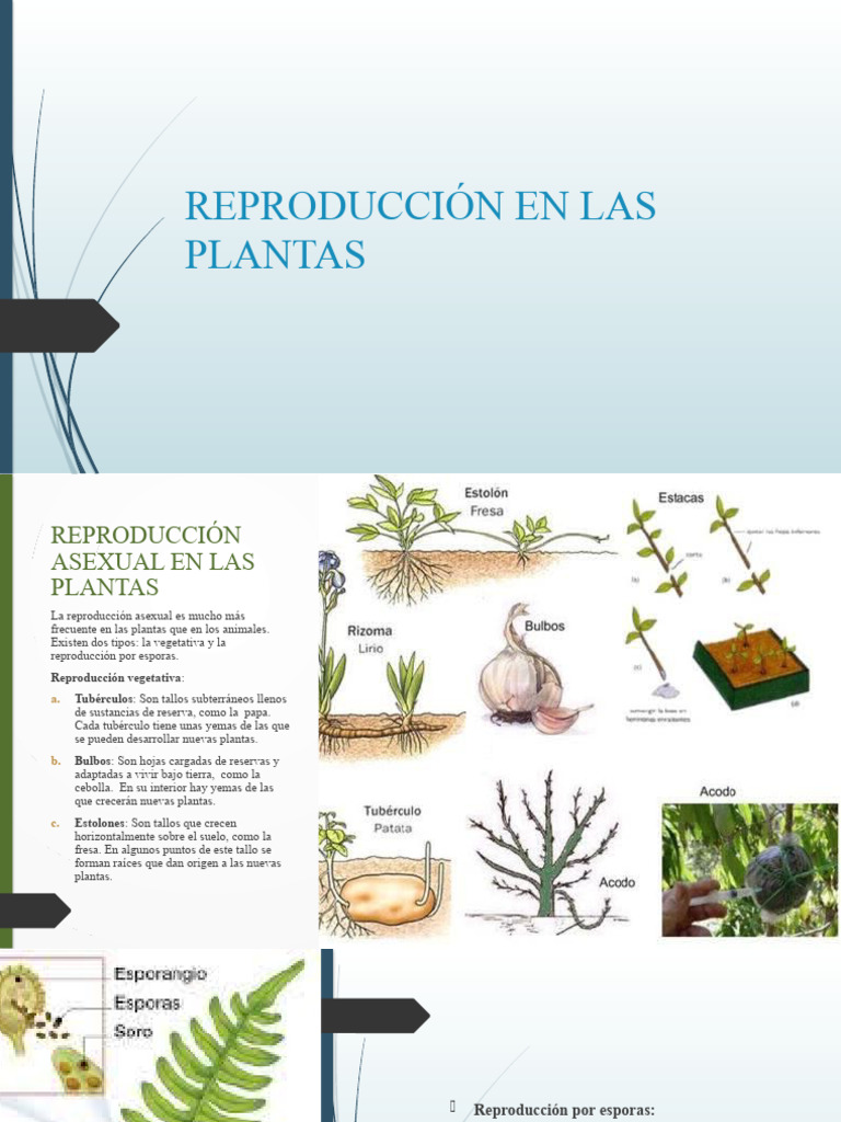 2° Reproducción en Las Plantas | PDF | Ciencia y matemáticas