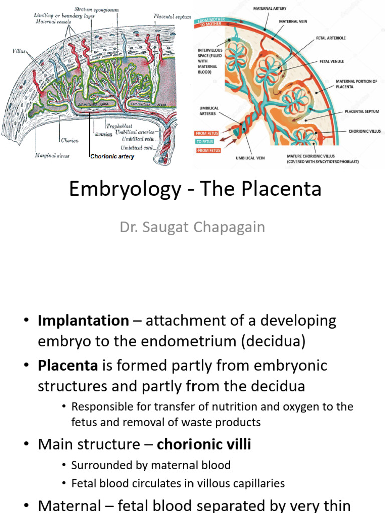 Embryology - The Placenta | PDF | Placenta | Fetus