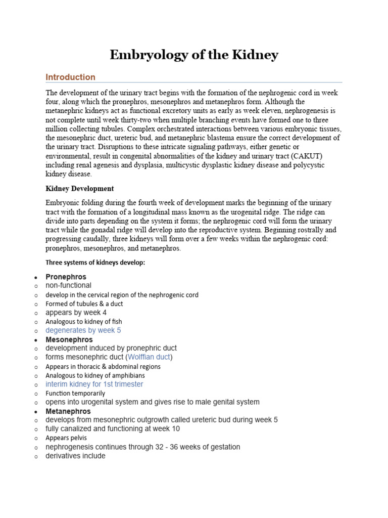 Embryology of The Kidney | PDF