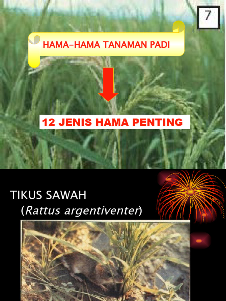 Hama Tikus | PDF