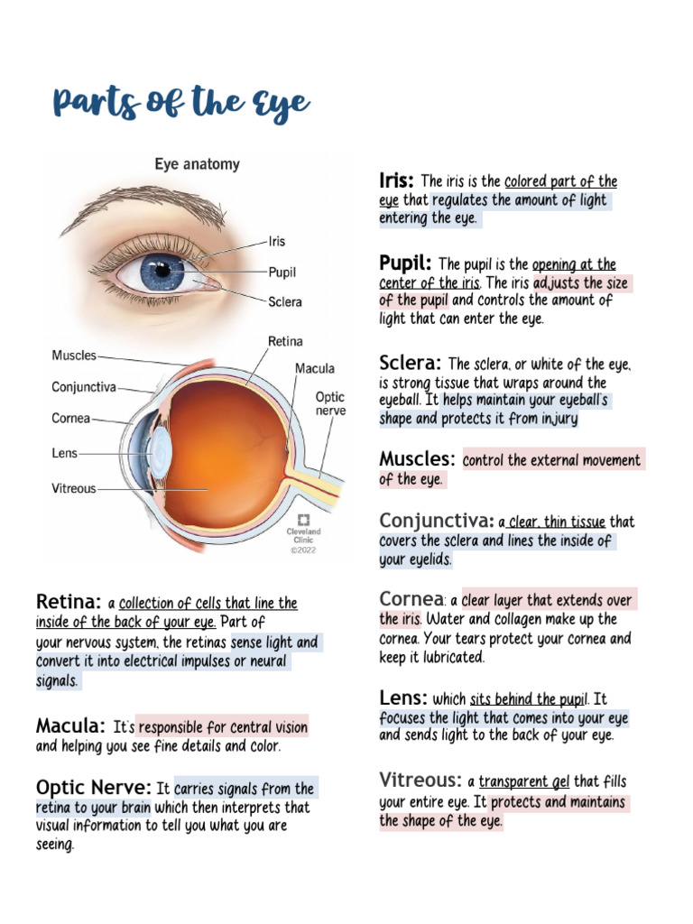 Parts of The Eye | PDF