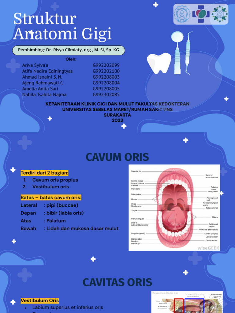Struktur Anatomi Gigi | PDF | Seni & Disiplin Bahasa | Kajian Bahasa Asing