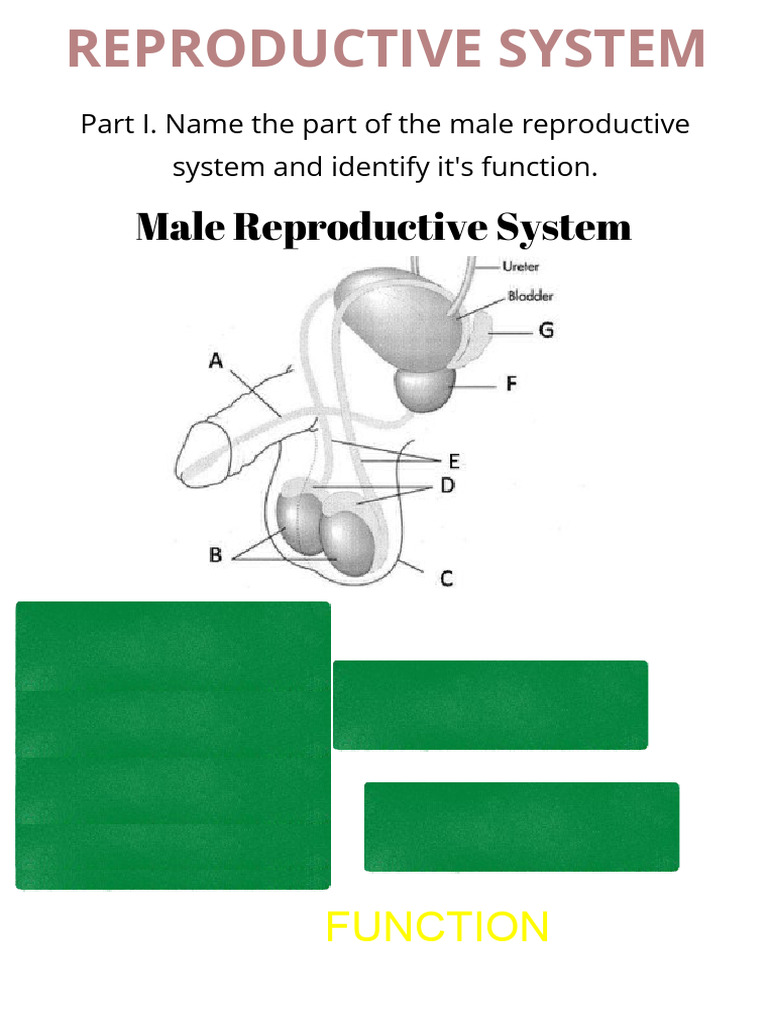 Reproductive System | PDF