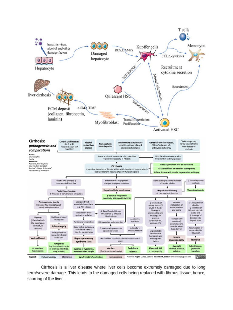 Liver Cirrhosis - Pathophysiology | PDF