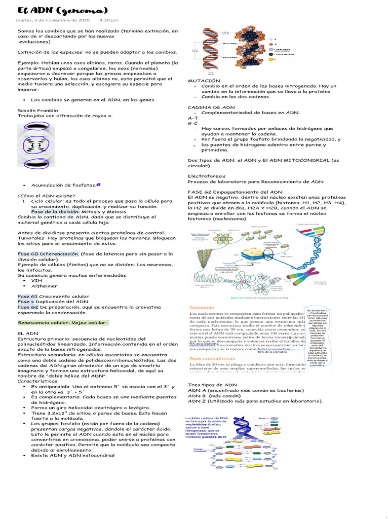El ADN (Genoma) | PDF