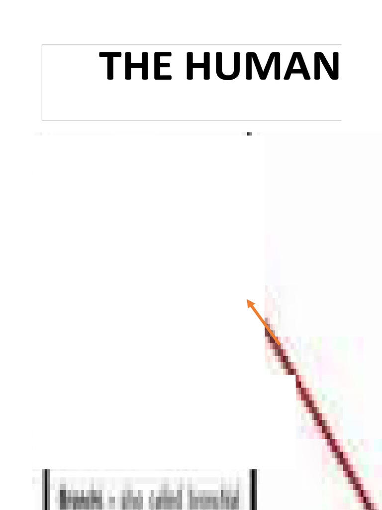 Science 9 - Human Respiratory System | PDF | Blood | Breathing