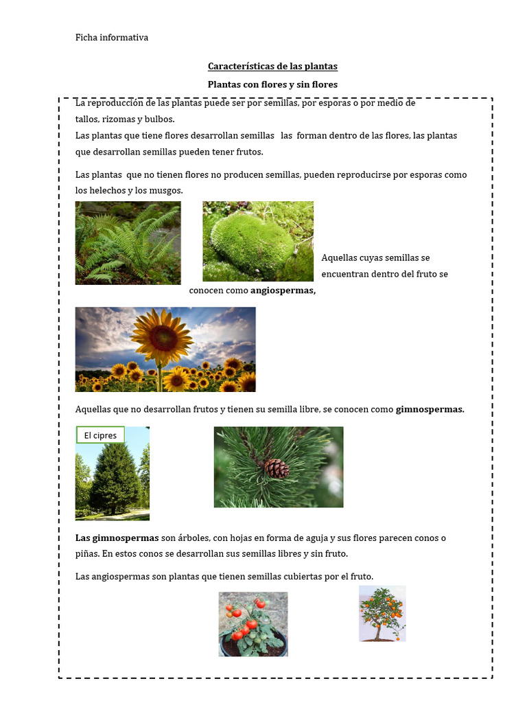 Clasificación de Las Plantas - Ficha Informativa | PDF
