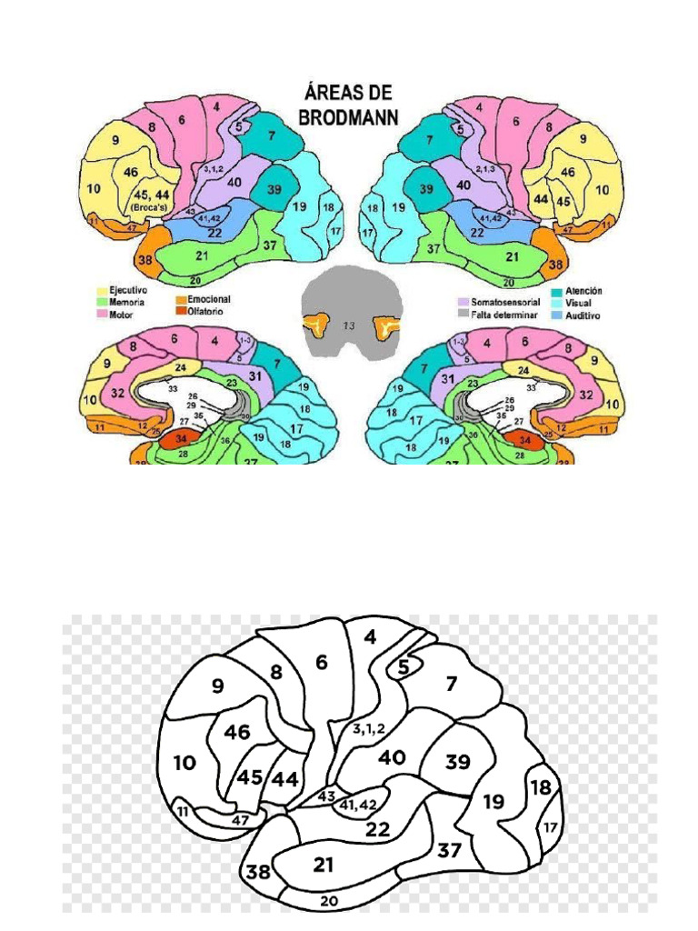 Areas de Brodmann | PDF