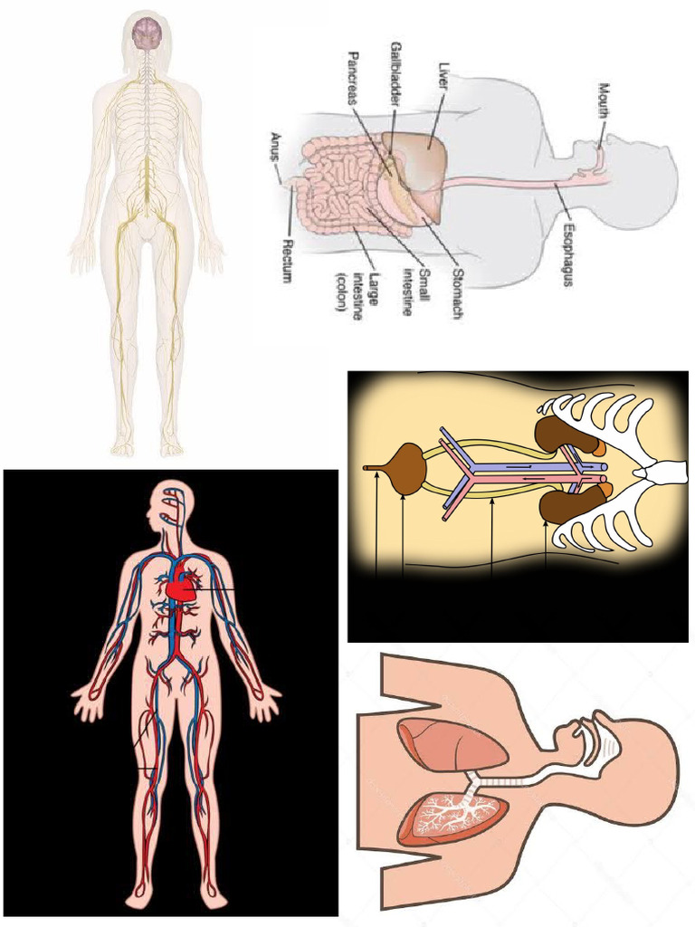 5 Organ Systems | PDF
