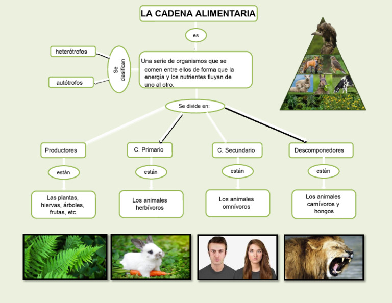Mapa Conceptual de La Cadena Alimentaria 4 | PDF