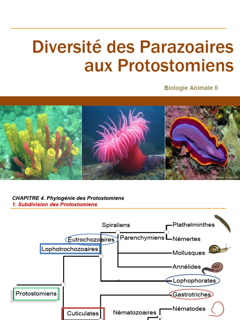 CHAPITRE 8. Les Nemathelminthes | PDF | Nematoda | Zoologie