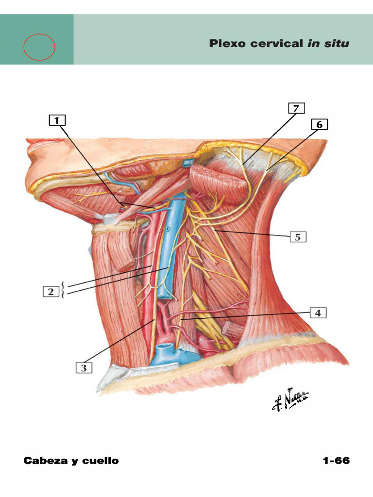 Flashcards - Irrigacion de La Cabeza y Cuello | PDF | Anatomía humana | Cabeza y cuello humanos