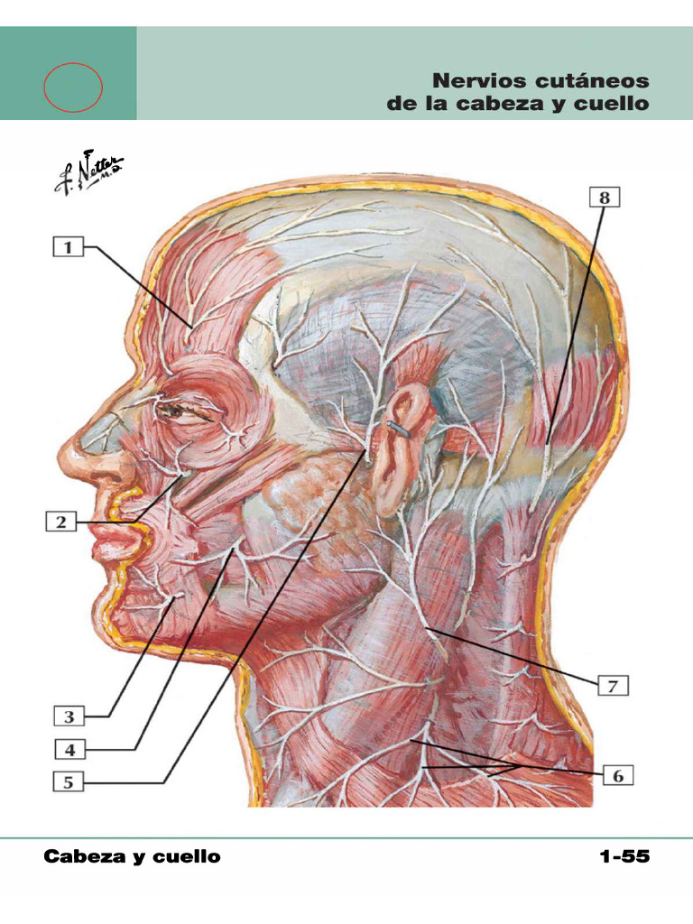 Flashcards - Nervios Cutaneos de La Cabeza y Cuello | PDF | Nervio | Lengua