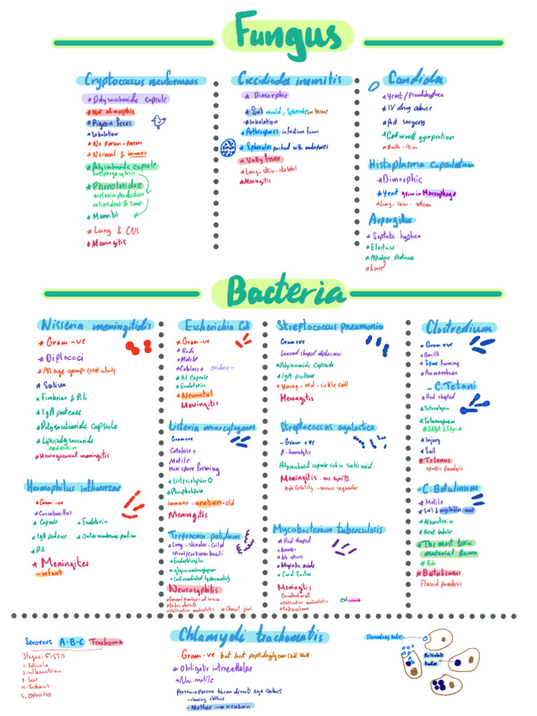 Microbiology Summary - ALL Lectures | PDF